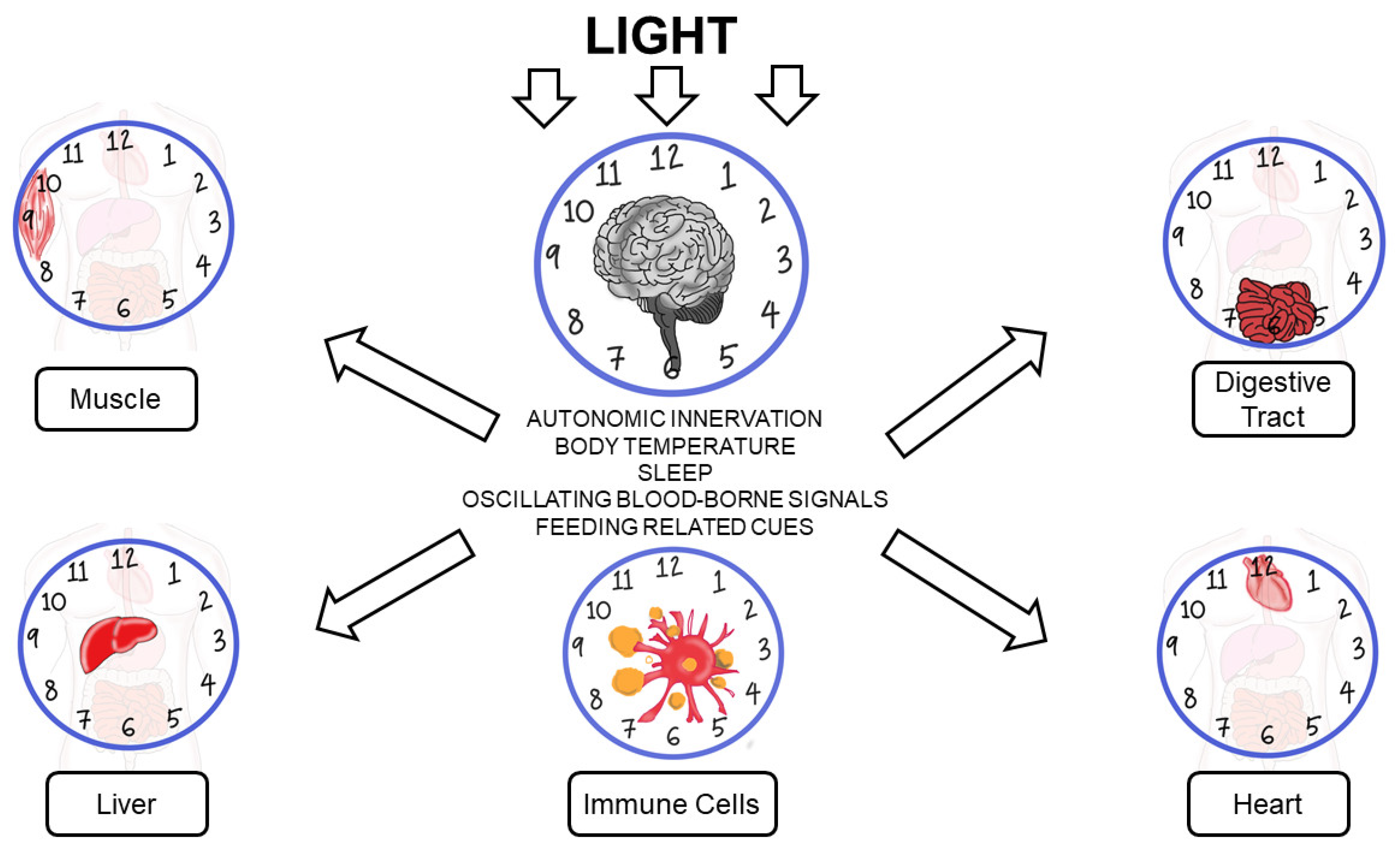 Ijerph Free Full Text Cortisol On Circadian Rhythm And Its Effect
