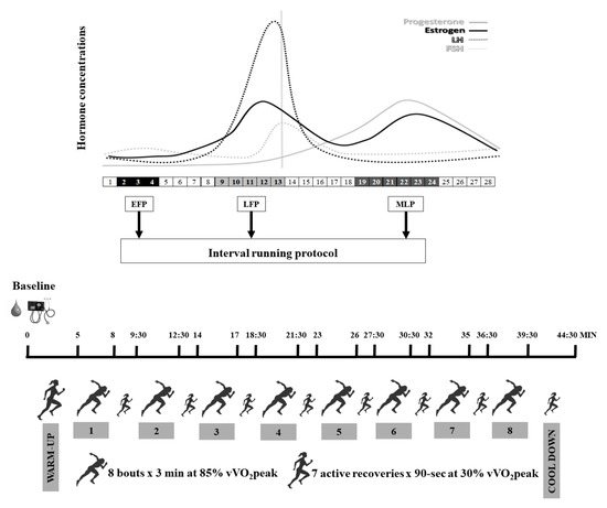 Menstrual Cycle Phases Influence on Cardiorespiratory Response to ...