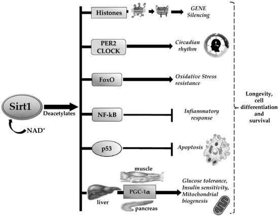 Sirt1 Activity in the Brain: Simultaneous Effects on Energy Homeostasis ...
