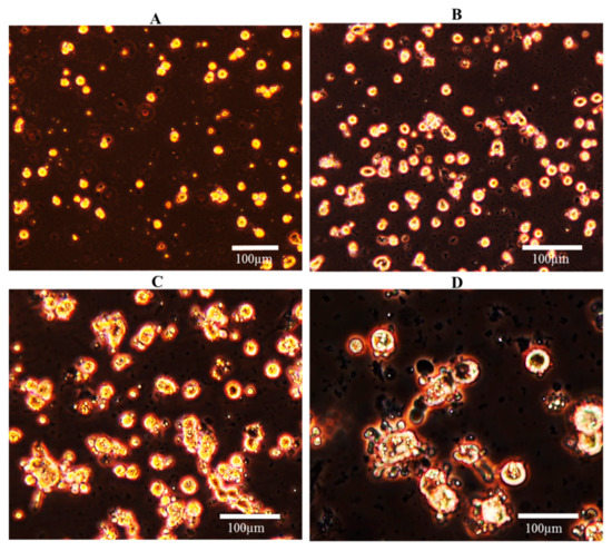 Marine Fish Primary Hepatocyte Isolation and Culture: New Insights to ...