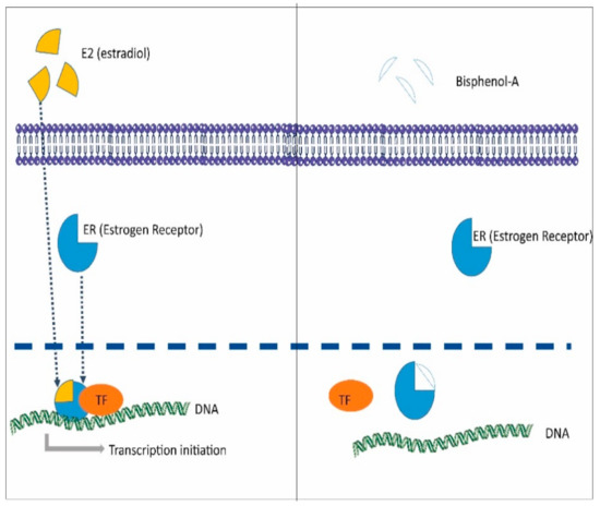 Endocrine Disruptors Acting on Estrogen and Androgen Pathways Cause ...