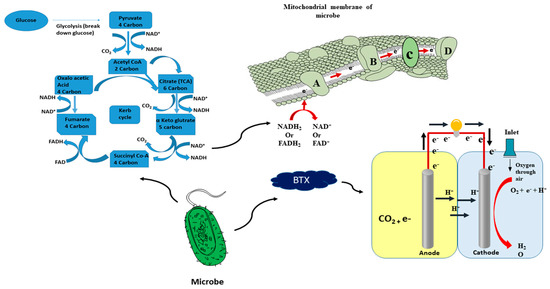IJERPH | Special Issue : Advances in Biochemical Conversion ...