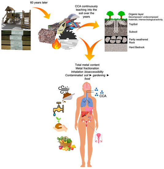 Environmental and Health Hazards of Chromated Copper Arsenate-Treated ...
