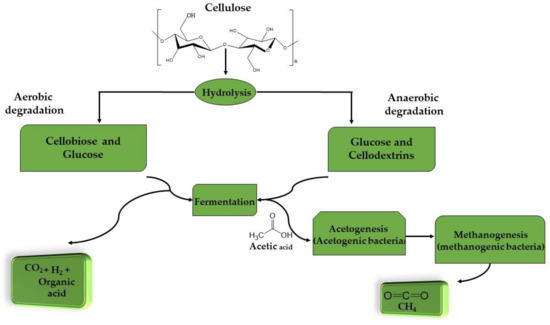 A Review on Bacterial Contribution to Lignocellulose Breakdown into ...