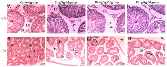 Testis Slide Labeled 40x