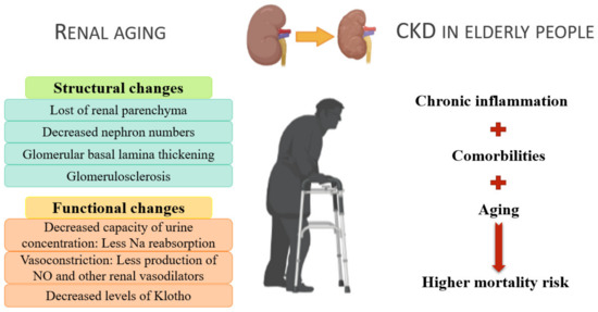 Premature Aging in Chronic Kidney Disease: The Outcome of Persistent ...
