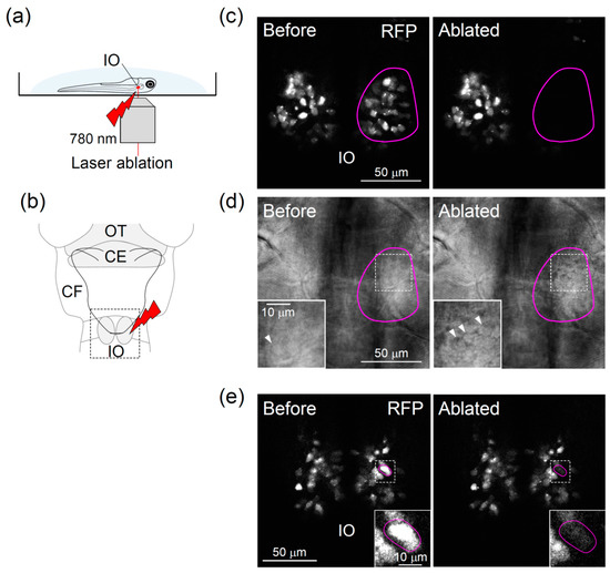 Two-Photon Laser Ablation and In Vivo Wide-Field Imaging of Inferior ...