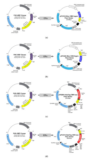 Development of a Human Estrogen Receptor Dimerization Assay for the ...