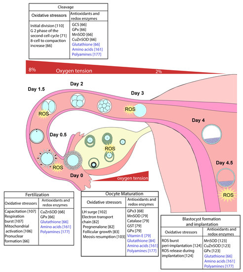 Redox Regulation and Oxidative Stress in Mammalian Oocytes and Embryos ...