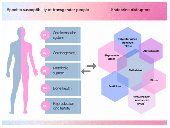 Rodent Model of Gender-Affirming Hormone Therapies as Specific Tool for ...