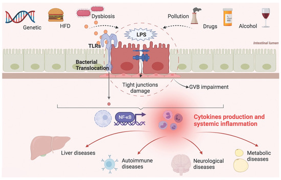 Intestinal Barrier in Human Health and Disease