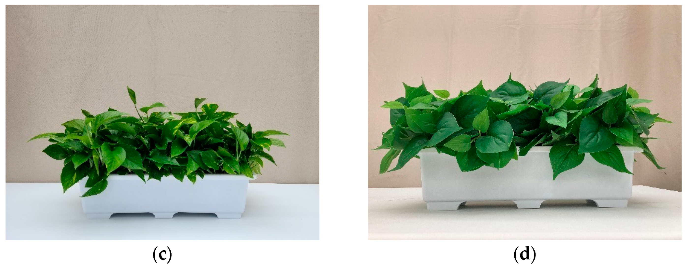 Physiological and Psychological Effects of Visual Stimulation with ...