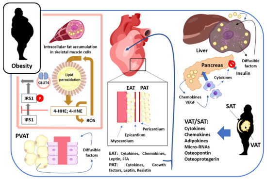 IJERPH | Free Full-Text | Physiological Changes and Pathological Pain ...