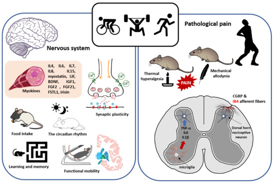 IJERPH | Free Full-Text | Physiological Changes and Pathological Pain ...