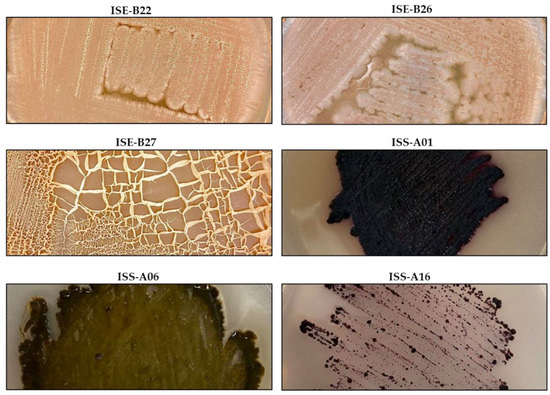In Vitro Antitumor Activity of Endophytic and Rhizosphere Gram-Positive ...
