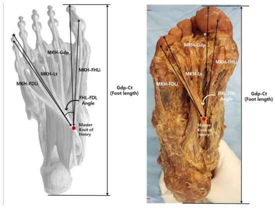 A Simple Method to Locate the Master Knot of Henry Using the ...