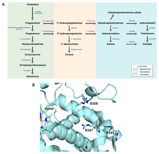 A Novel Heterozygous Mutation of the CYP17A1 Gene in a Child with a ...