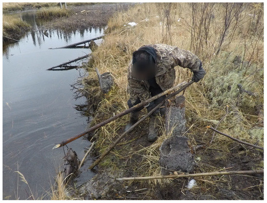 Indigenous Land-Based Approaches to Well-Being: The Amisk (Beaver ...