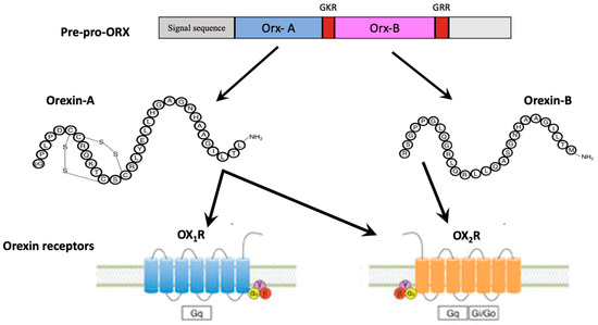 Physiological Role of Orexinergic System for Health