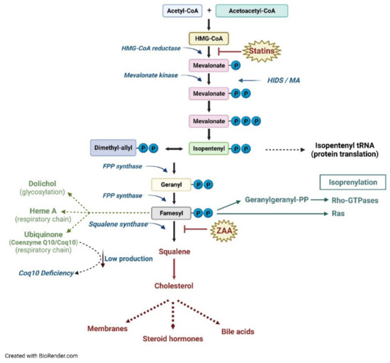 IJERPH | Free Full-Text | Prenylation Defects and Oxidative Stress ...