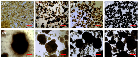 Effect of Seed Sludge Type on Aerobic Granulation, Pollutant Removal ...