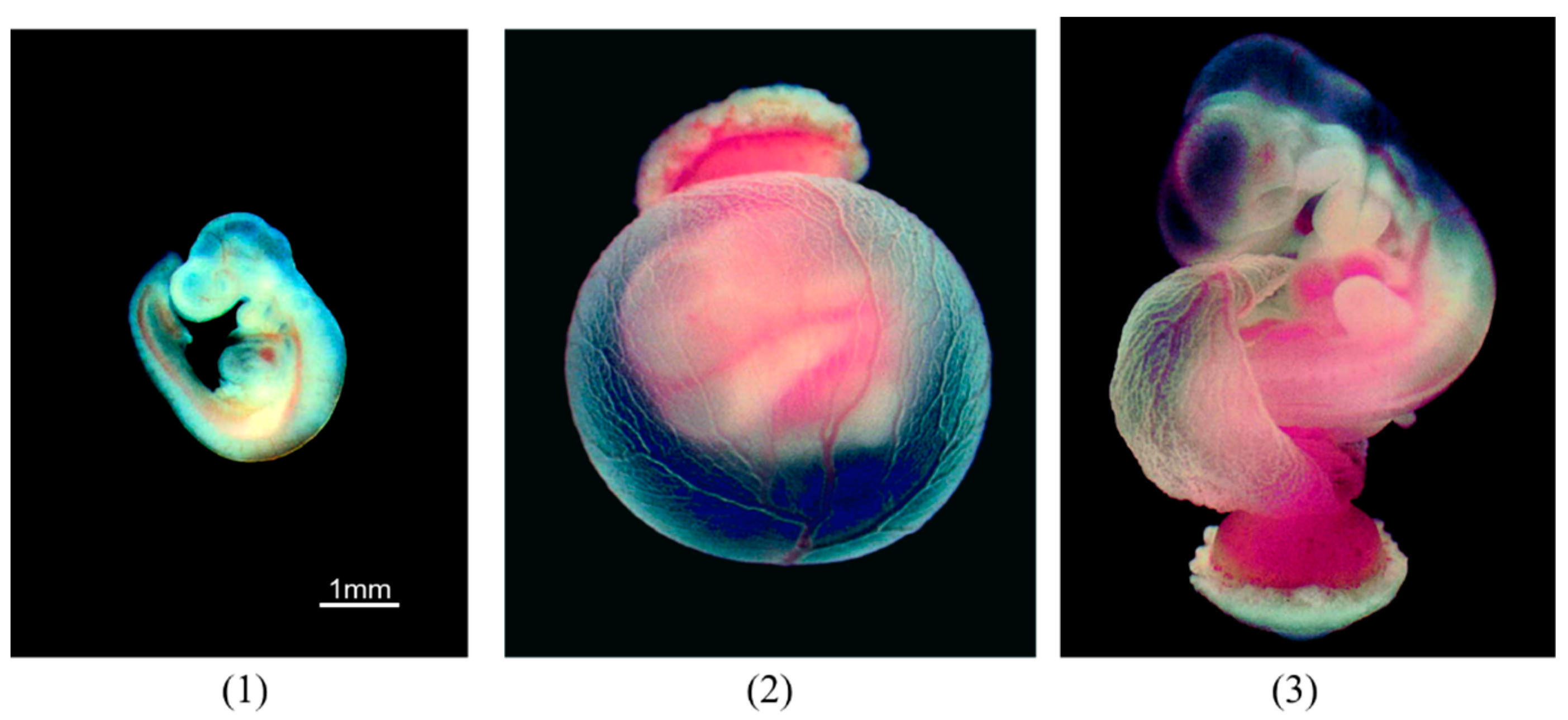 IJERPH | Free Full-Text | Teratogenic Effects of Organohalogen ...