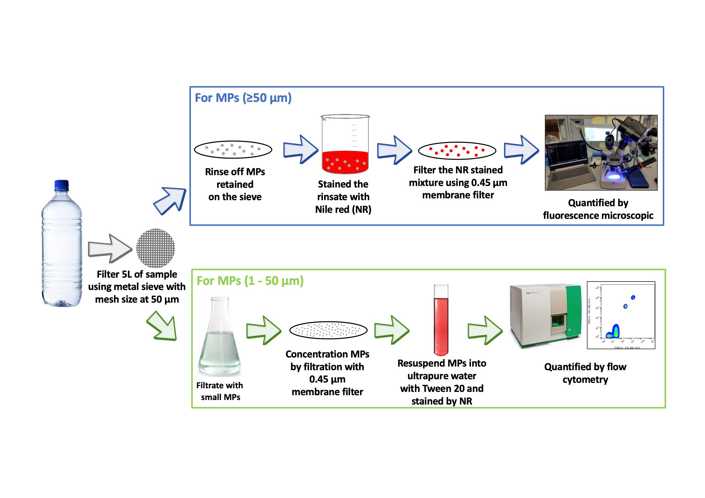 IJERPH | Free Full-Text | Quantitative Assessment of Full Size Microplastics in Bottled and Tap ...