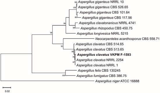 Keratinolytic Properties of Aspergillus clavatus Promising for ...