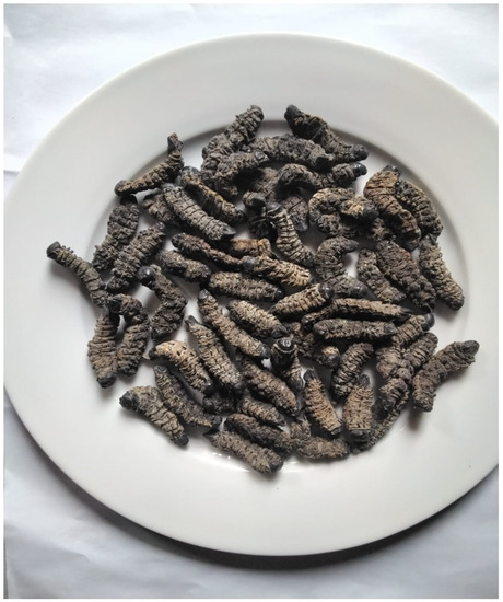 Edible Insects Consumption in Africa towards Environmental Health and ...