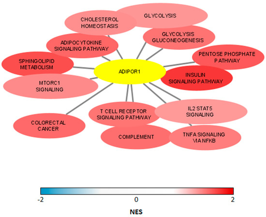 Association of Adiponectin Receptors with Metabolic and Immune ...