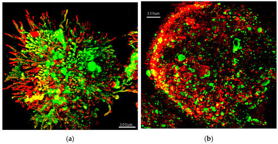 Filamentous Bacteria and Stalked Ciliates for the Stable Structure of ...