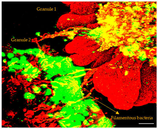 Filamentous Bacteria and Stalked Ciliates for the Stable Structure of ...