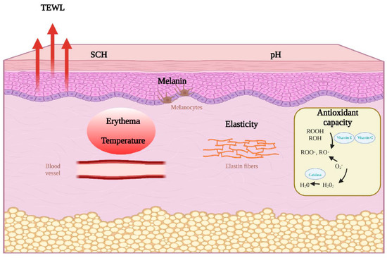 The Assessment of Skin Homeostasis Changes after Using Different Types ...
