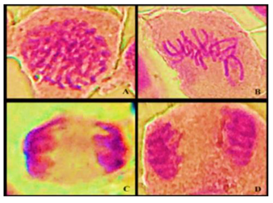 Degradation of Praguicide Disulfoton Using Nanocompost and Evaluation ...
