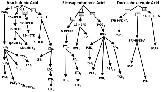 Promising Sources of Plant-Derived Polyunsaturated Fatty Acids: A ...