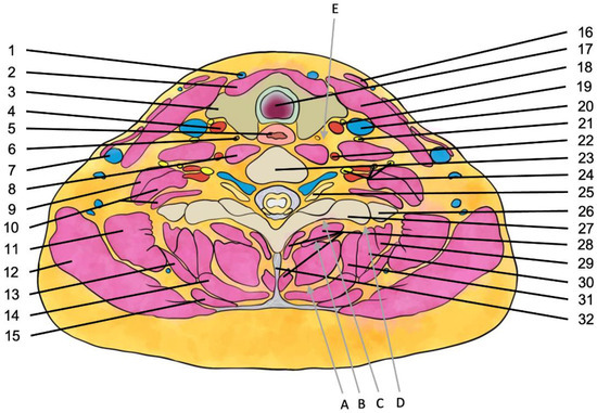 Ultrasound-Guided Blocks for Spine Surgery: Part 1—Cervix
