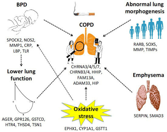 Early Origins of Chronic Obstructive Pulmonary Disease: Prenatal and ...