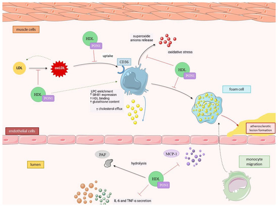 IJERPH | Free Full-Text | Modulatory Effect of Lifestyle-Related ...