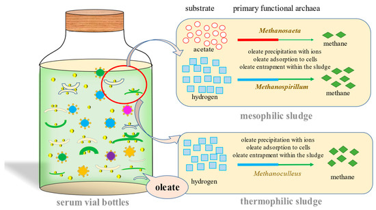 IJERPH | Free Full-Text | Oleate Impacts on Acetoclastic and ...