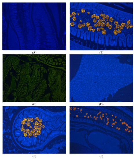 Multilevel Toxicity Evaluations of Polyethylene Microplastics in ...