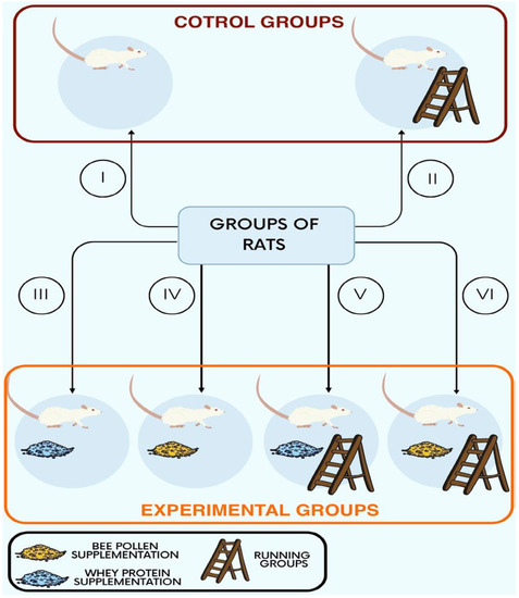 Changes in the Histological Structure of Adrenal Glands and ...