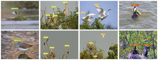 A Fine-Grained Recognition Neural Network with High-Order Feature Maps via Graph-Based Embedding ...