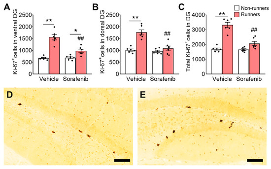 IJERPH | Free Full-Text | Effects of Voluntary Wheel Running Exercise ...
