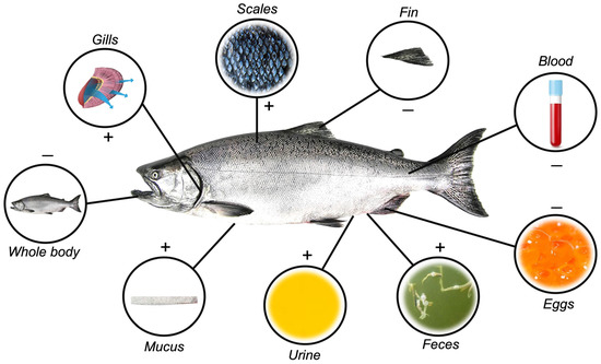 IJERPH | Free Full-Text | Cortisol as a Stress Indicator in Fish ...
