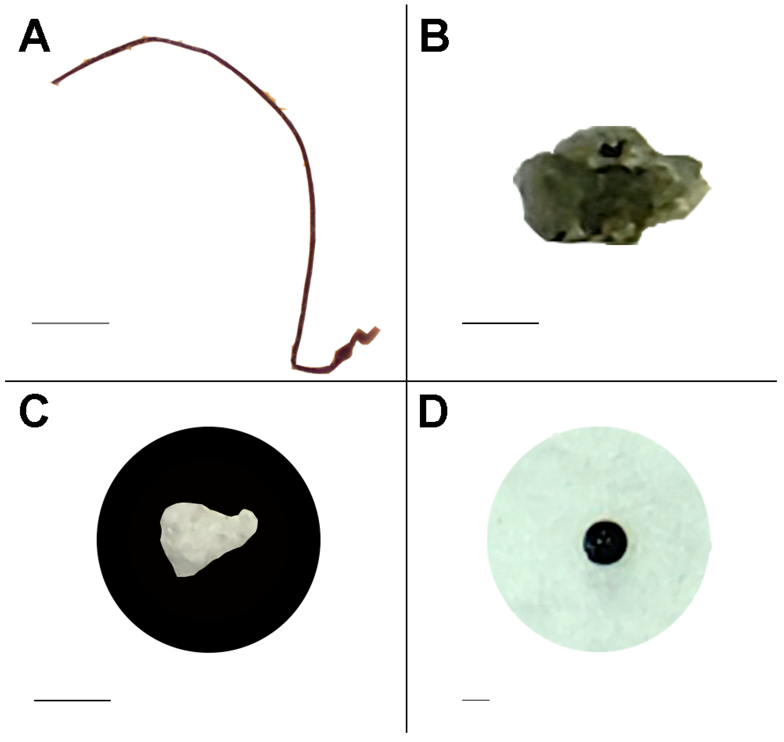 First Record of Microplastic Contamination in the Non-Native Dark False ...