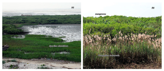 A Fine-Scale Mangrove Map of China Derived from 2-Meter Resolution ...