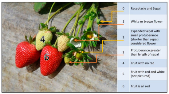 Improving Strawberry Yield Prediction by Integrating Ground-Based ...