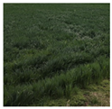 Object-Based Automatic Mapping of Winter Wheat Based on Temporal Phenology Patterns Derived from ...