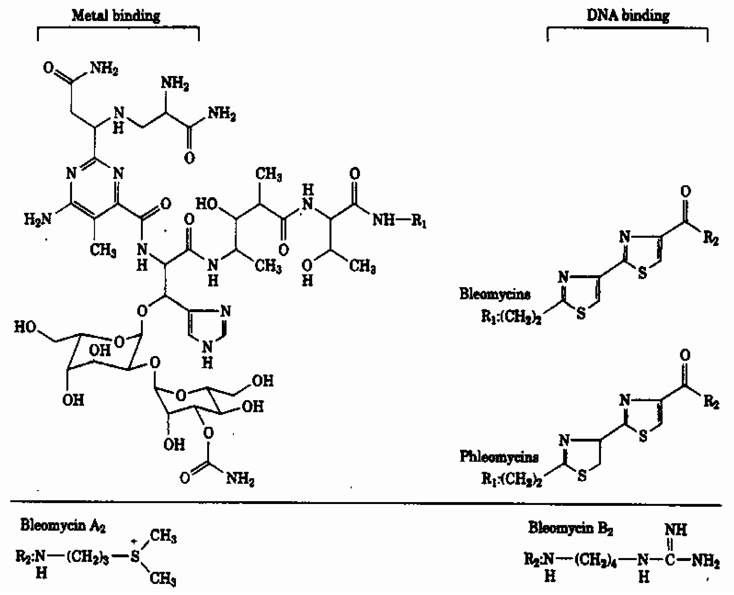 Meiotic and Mitotic Phenotypes Conferred by the blm1-1 Mutation in ...