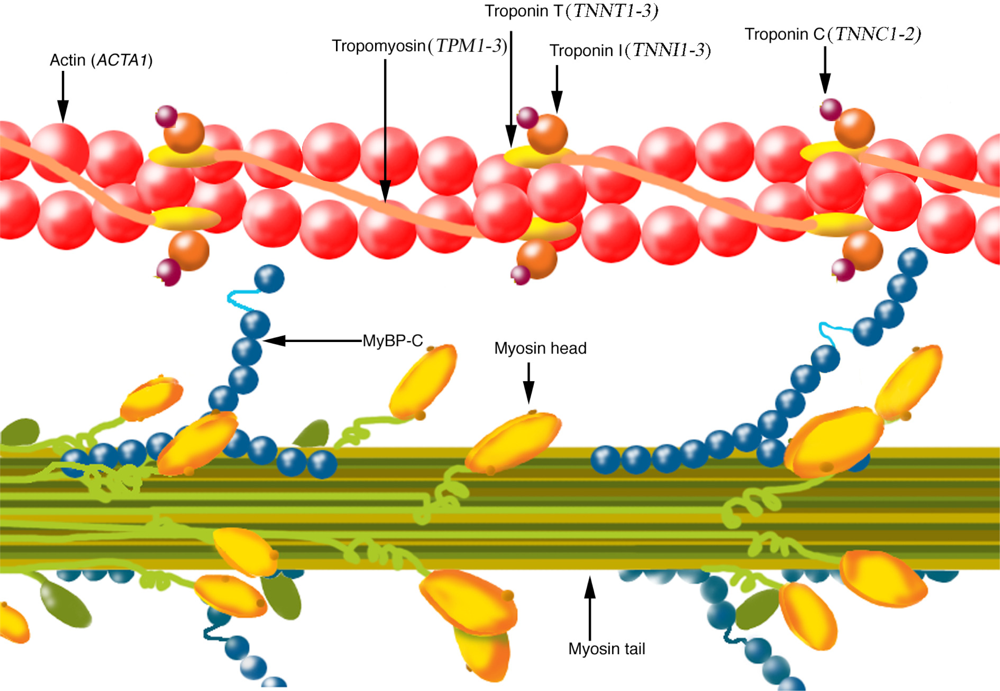 Ijms Free Full Text Thick And Thin Filament Gene Mutations In